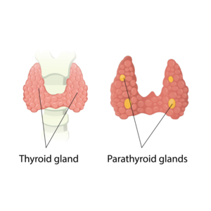 Hyperparathyroidism and Parathyroid Surgery Blog