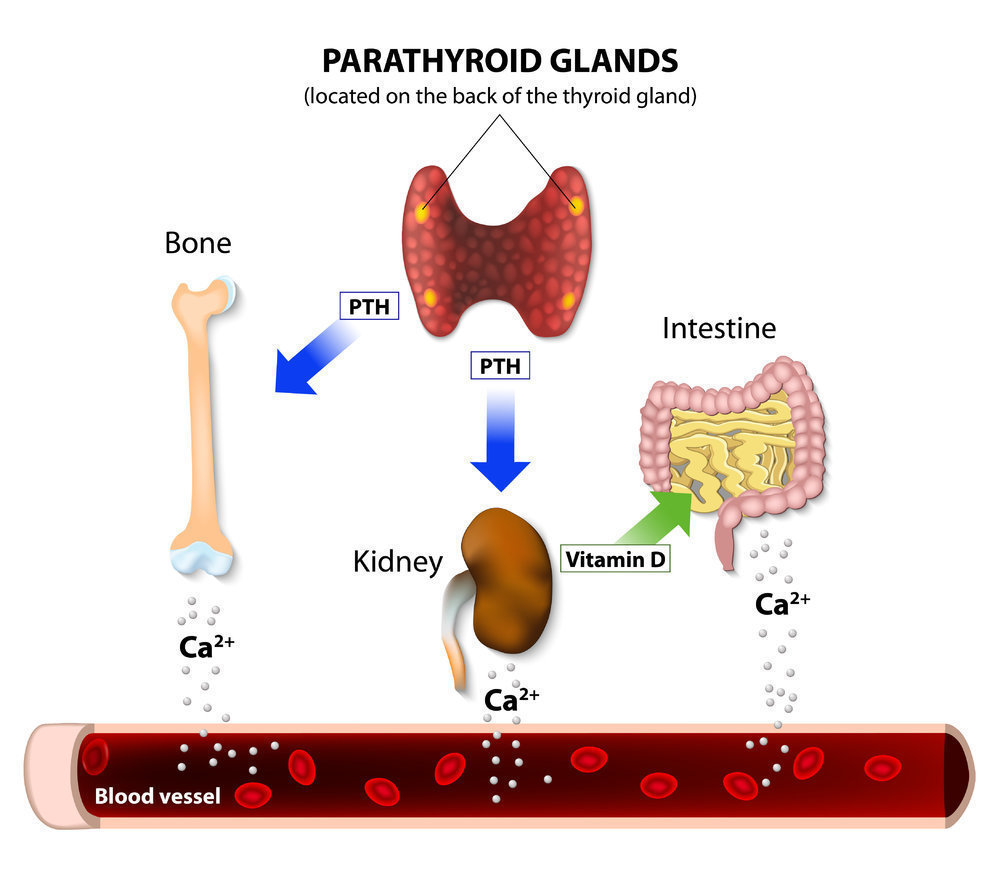 Understanding Normal PTH Levels: What Your Parathyroid Hormone Levels ...